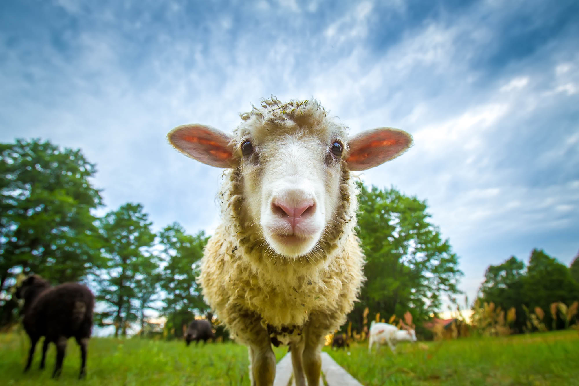 Sheep Solution - Entretien naturel d'espaces verts avec les moutons